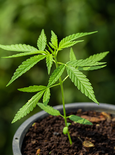 FindWeedNY - Find Licensed Cannabis Dispensaries in New York